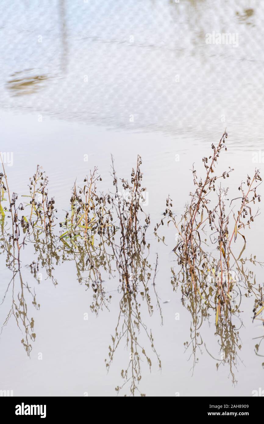 Submerged weeds in winter flooded drainage channel after heavy rain ...