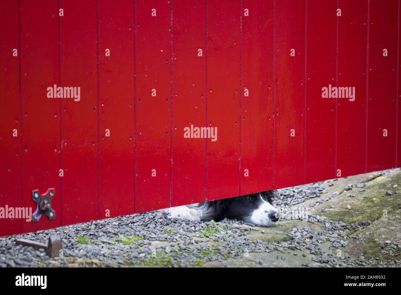 Border Collie dog peering out from underneath a bright red painted gate ...