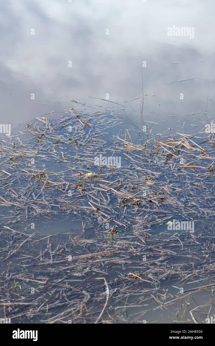 Submerged reeds & plants in flooded water of a drainage channel after ...