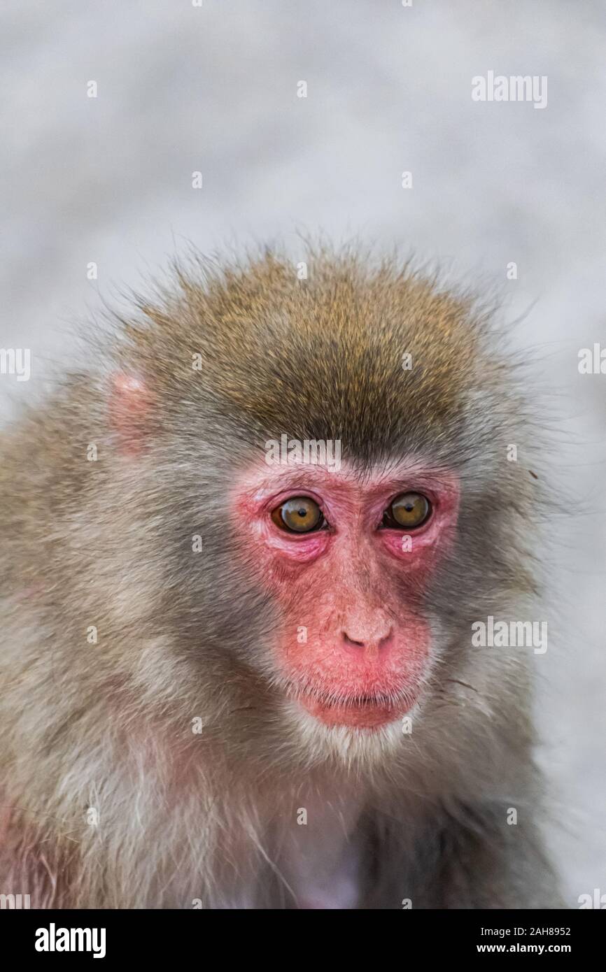 Japanese Macaque, (Macaca Fuscata), head portrait Stock Photo - Alamy