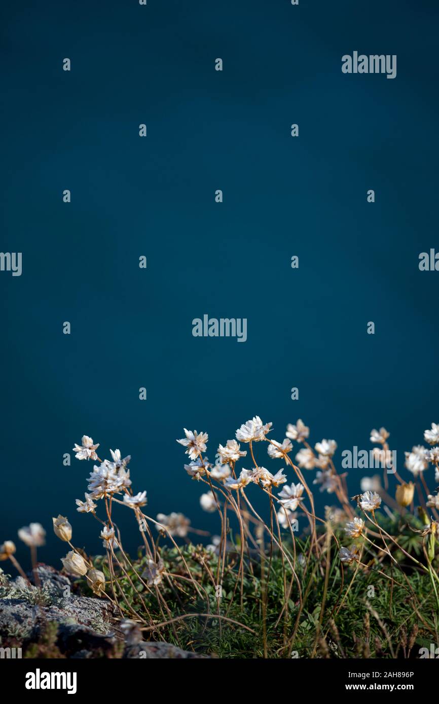 Rich flora and fauna hi-res stock photography and images - Alamy