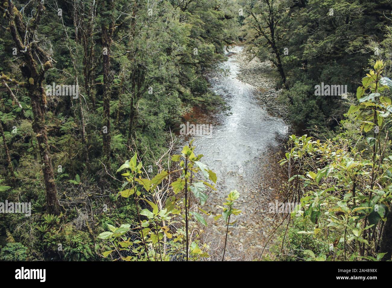 Oparara River flows through idyllic rainforest at Oparara basin arch ...