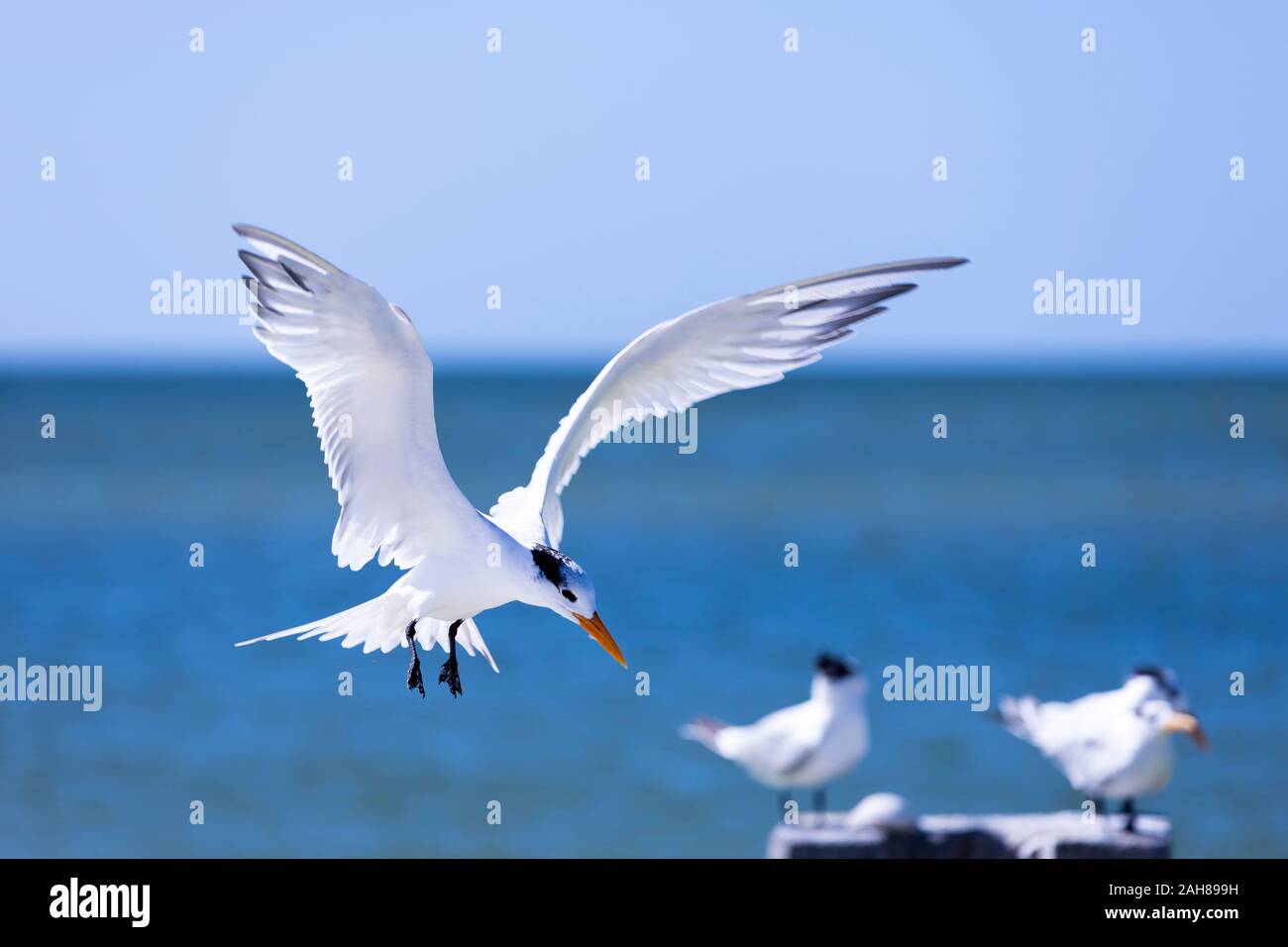 Seagull Landing At The Beach Stock Photo - Alamy