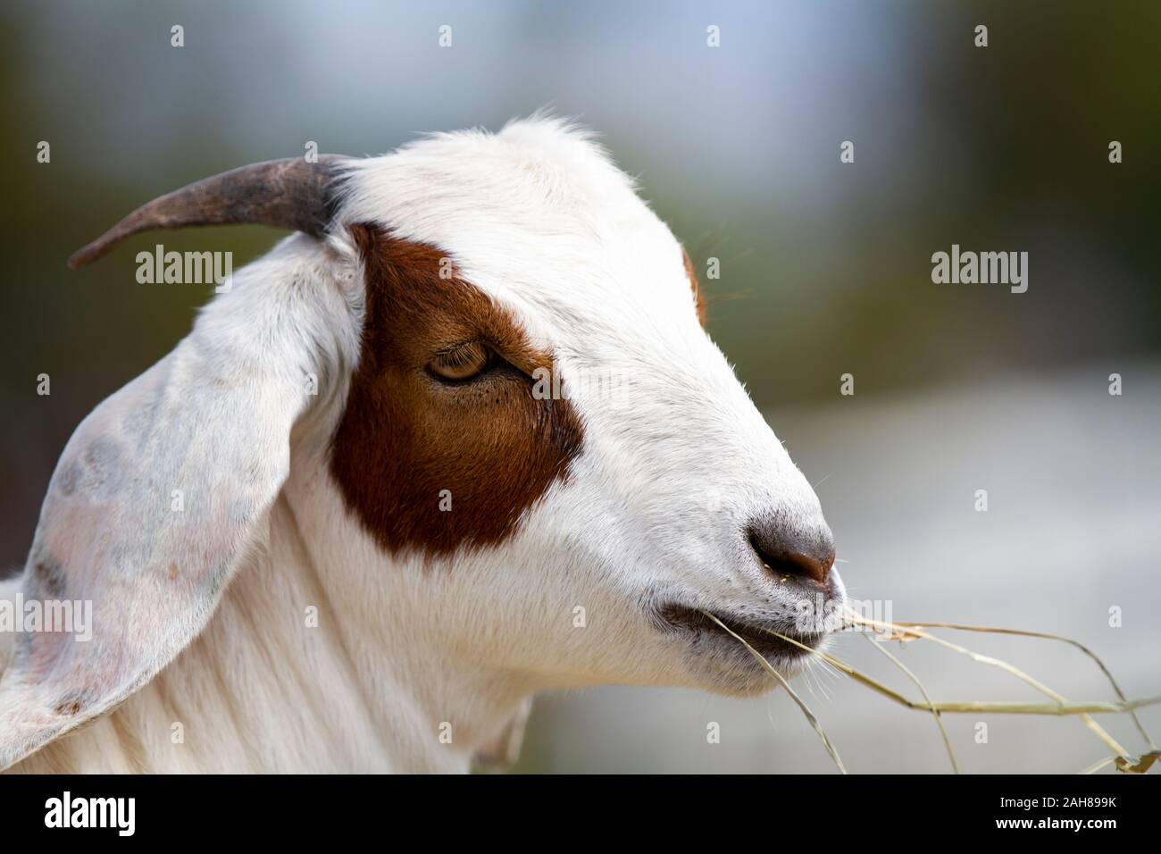Butting goat hi-res stock photography and images - Alamy