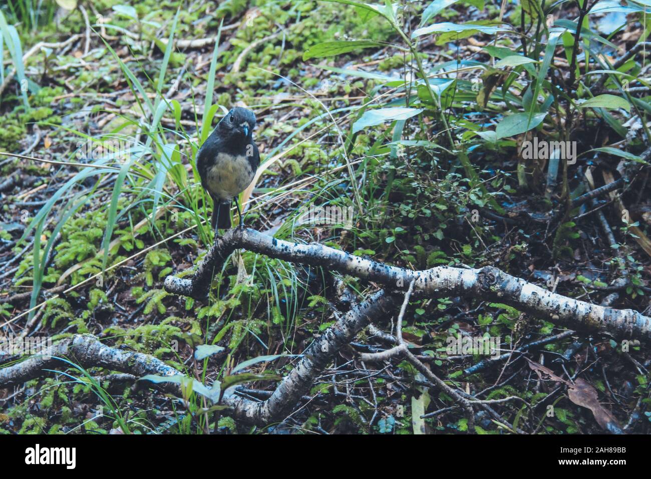 Black robin hi-res stock photography and images - Alamy