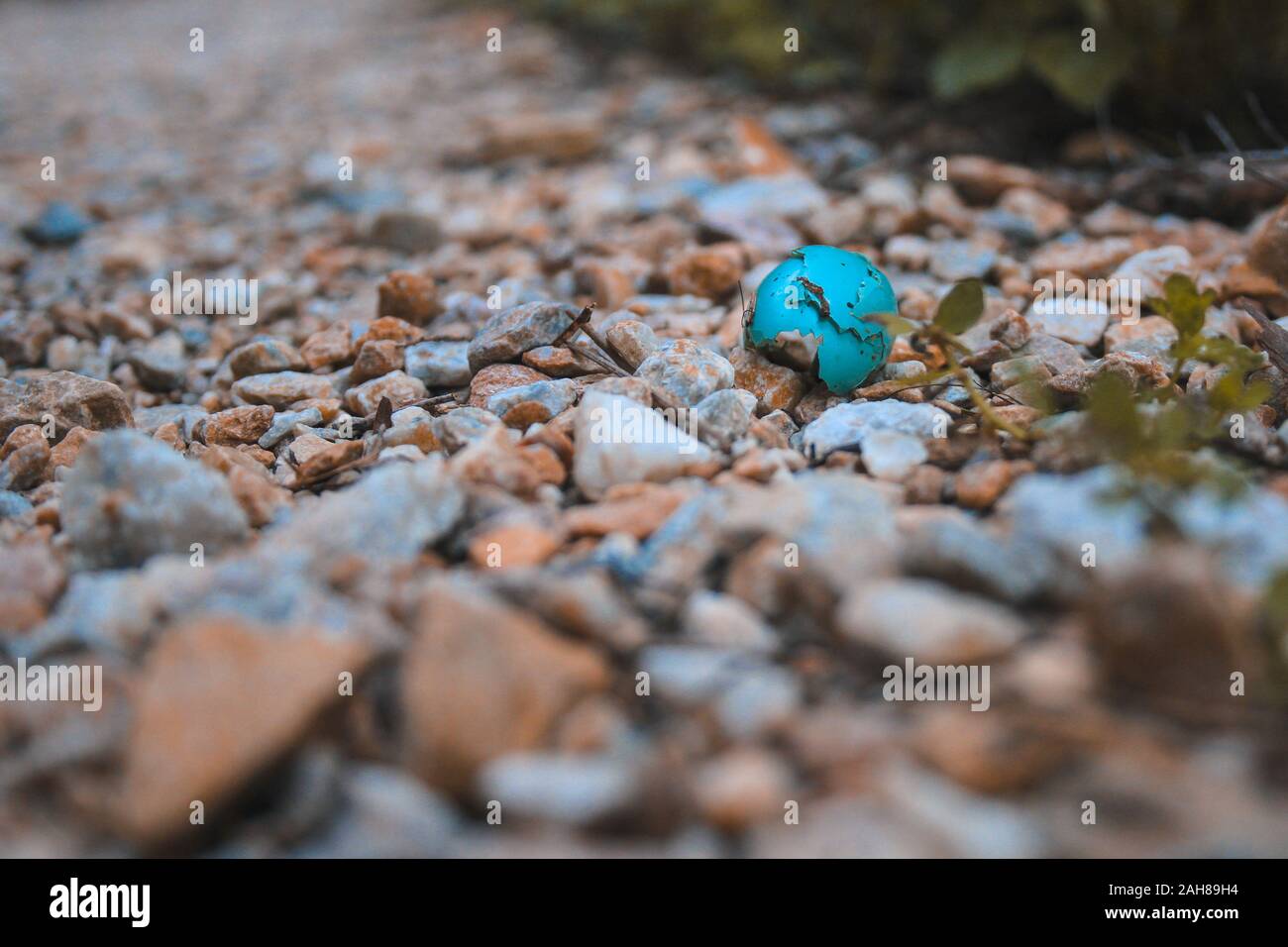 small pretty brocken bird egg shell on forest ground, New Zealand Stock ...