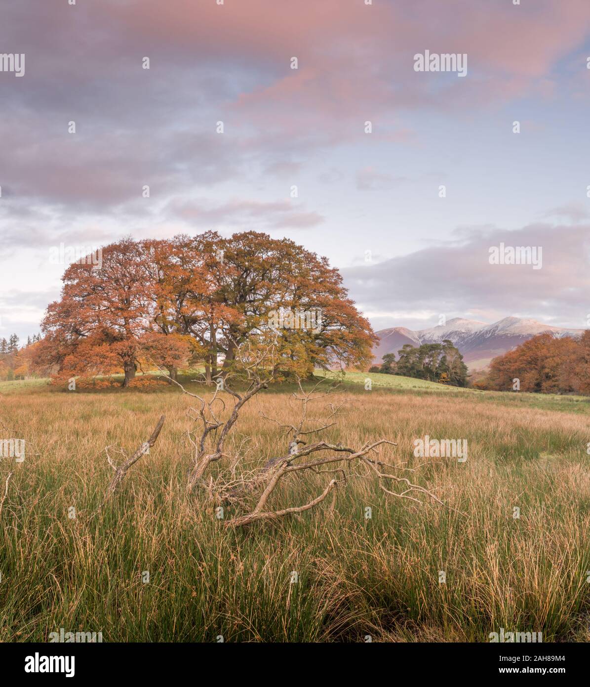 Copse of mature oak trees hi-res stock photography and images - Alamy