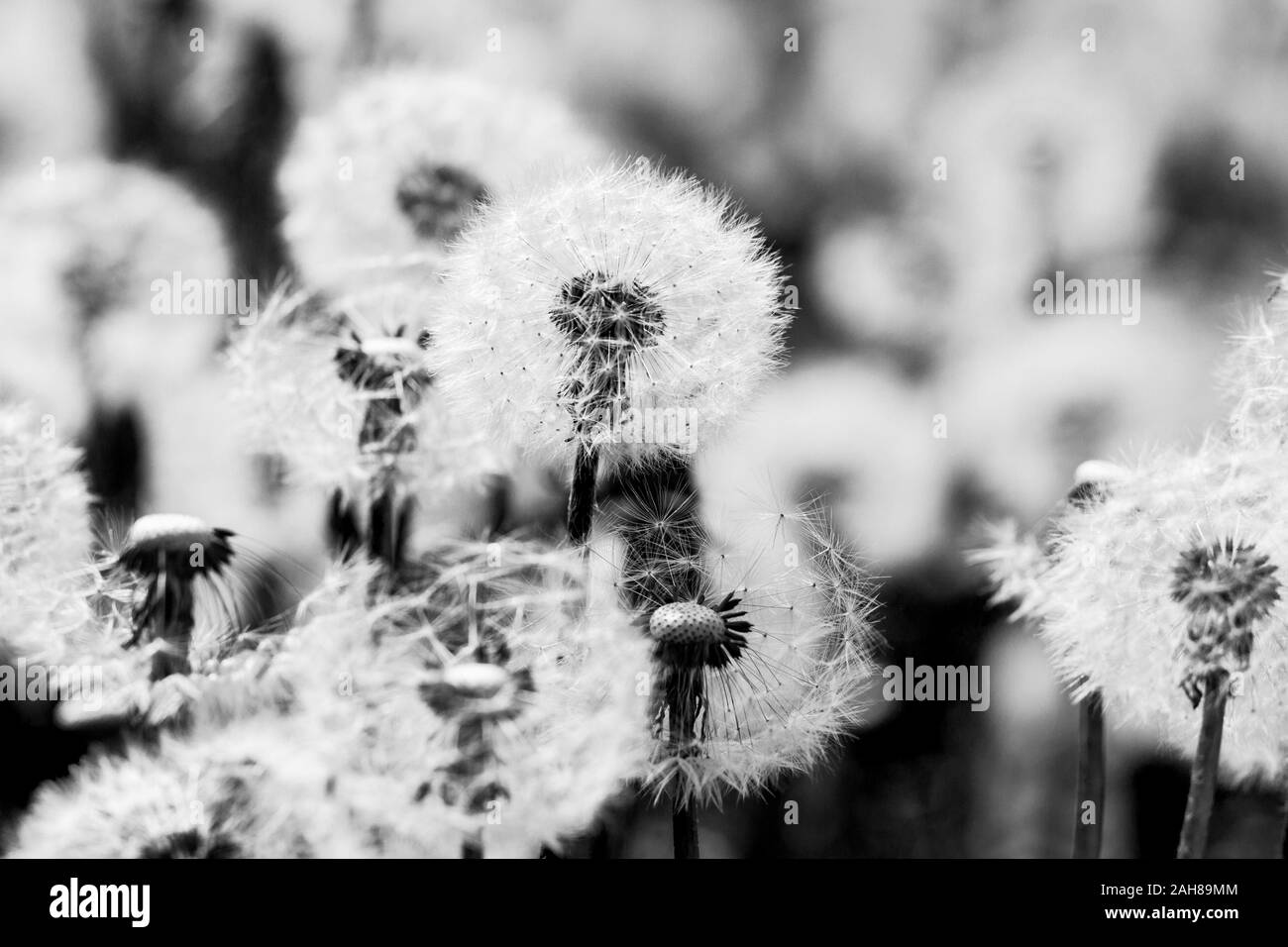 Dandelions blowing Black and White Stock Photos & Images - Alamy