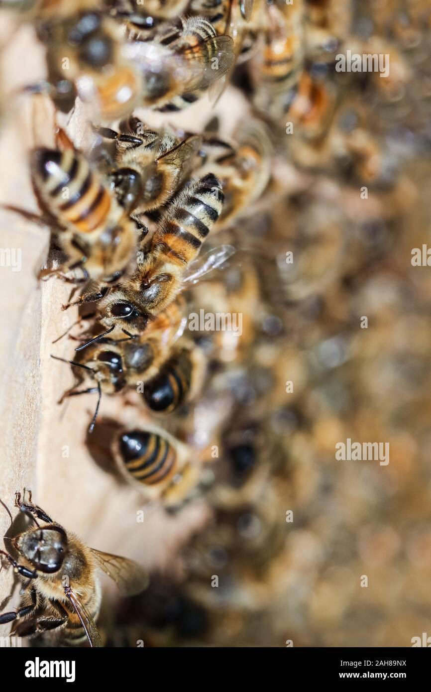 Swarm of bee on natural surface Stock Photo - Alamy