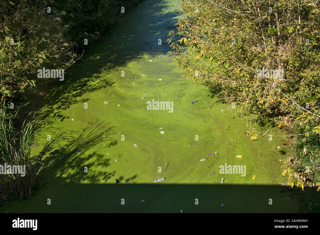 Ecological pollution of the stream that flows past the settlement ...