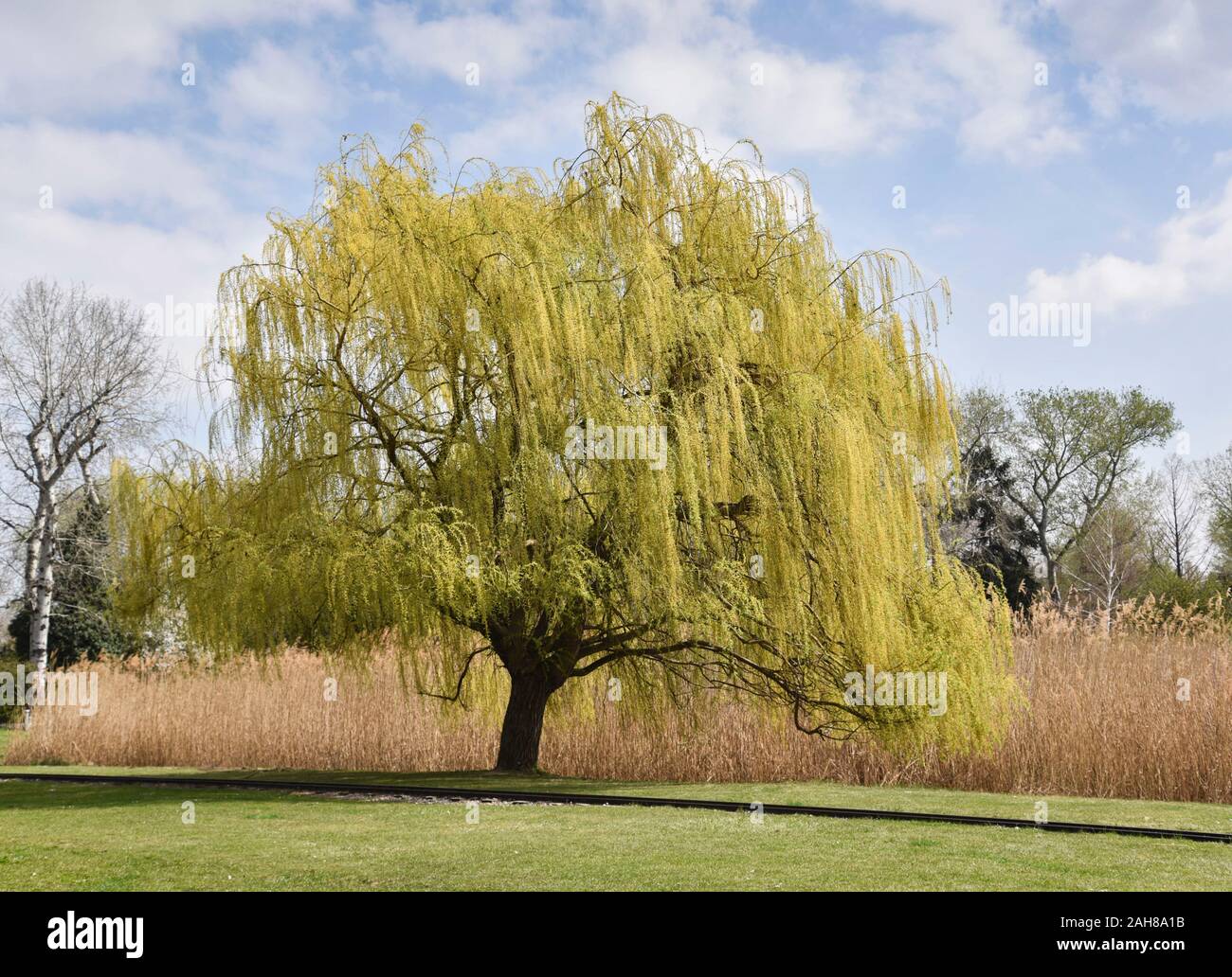 Weeping willow salix with leaf growth in spring hi-res stock ...