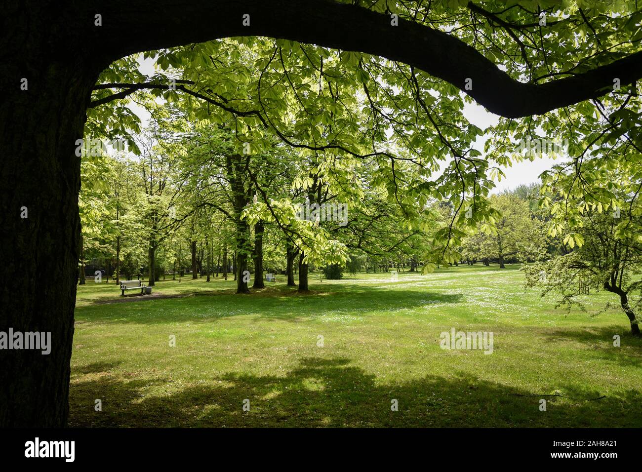 Natural landscape of green park in small city with big tree branch ...