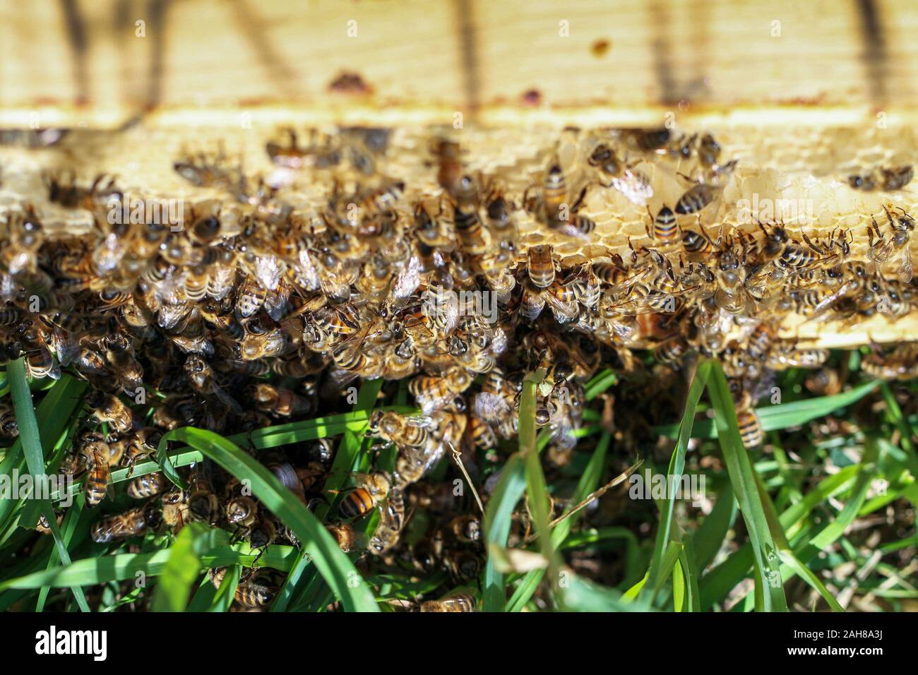 Collection of bee swarm from green grass Stock Photo - Alamy