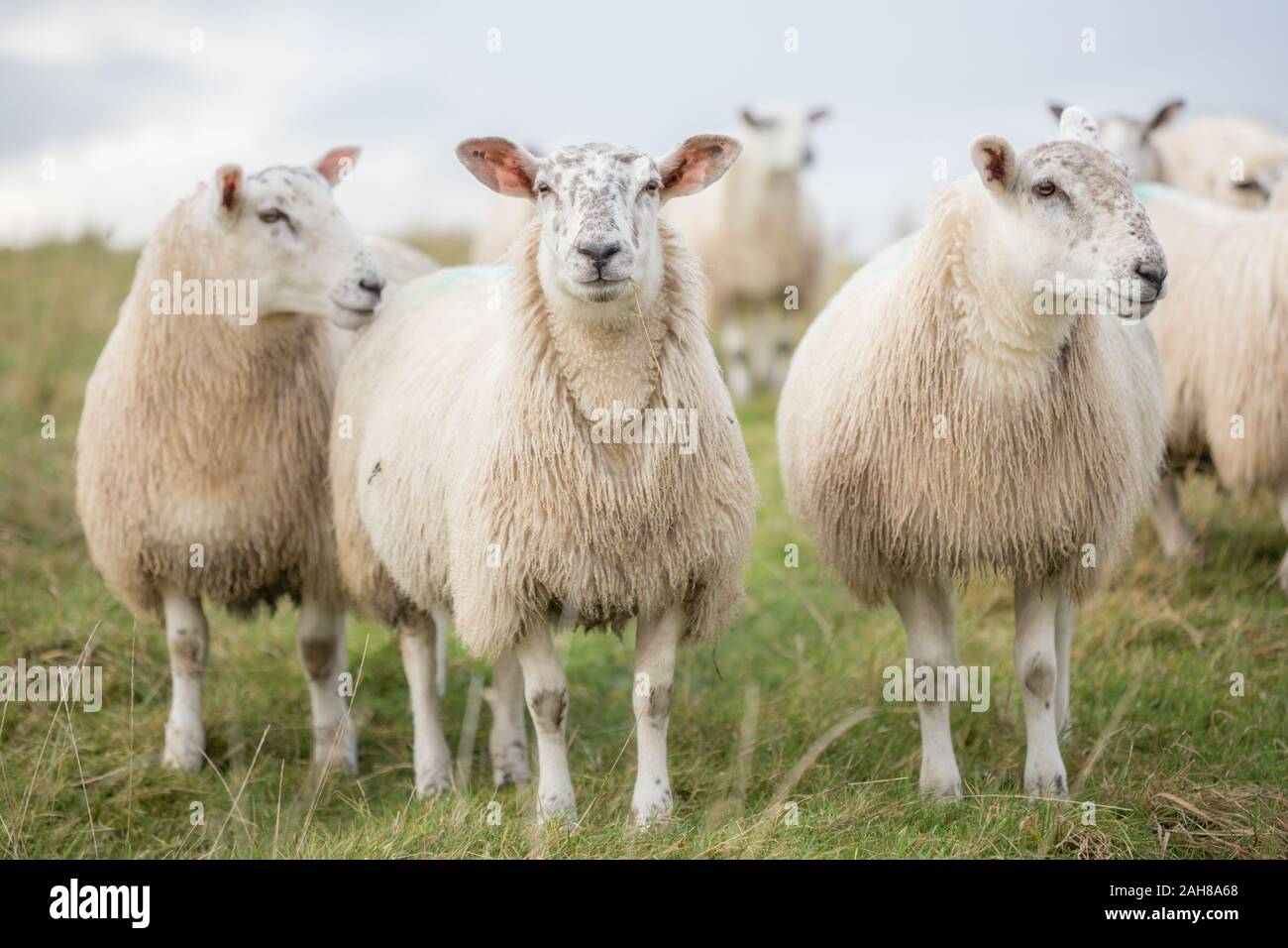 Cross breed sheep hi-res stock photography and images - Alamy