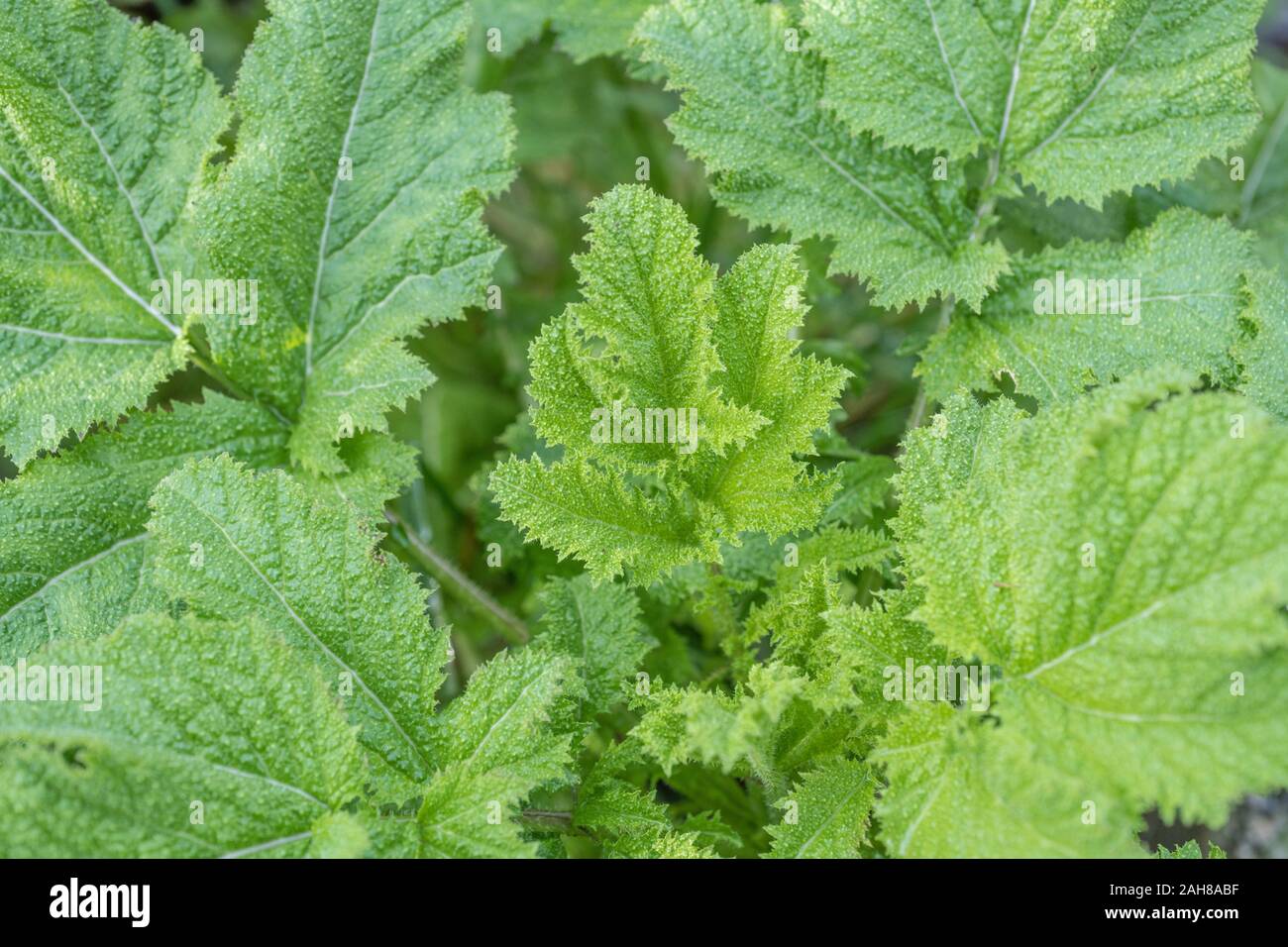 Close-up young new growth (December) of Sea Radish / Raphanus ...