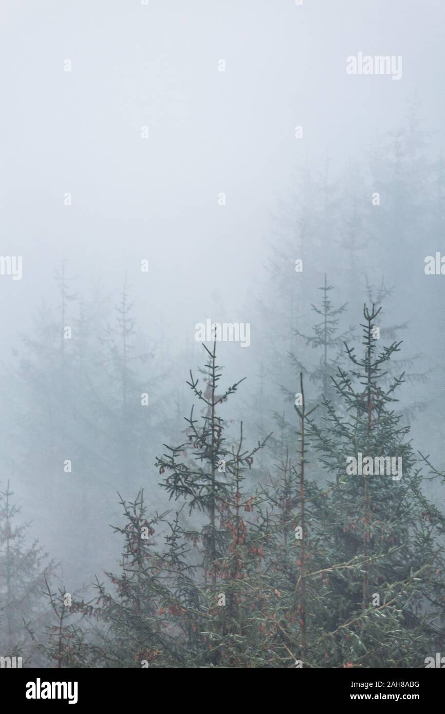 Mist rising from the conifer forest below Thrunton Woods in ...