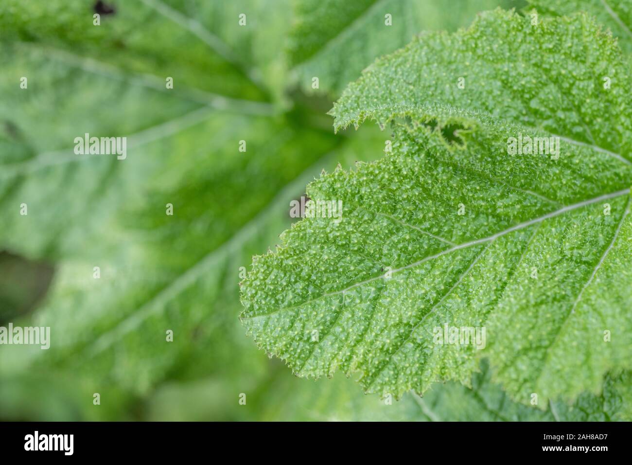 Close-up young new growth (December) of Sea Radish / Raphanus ...