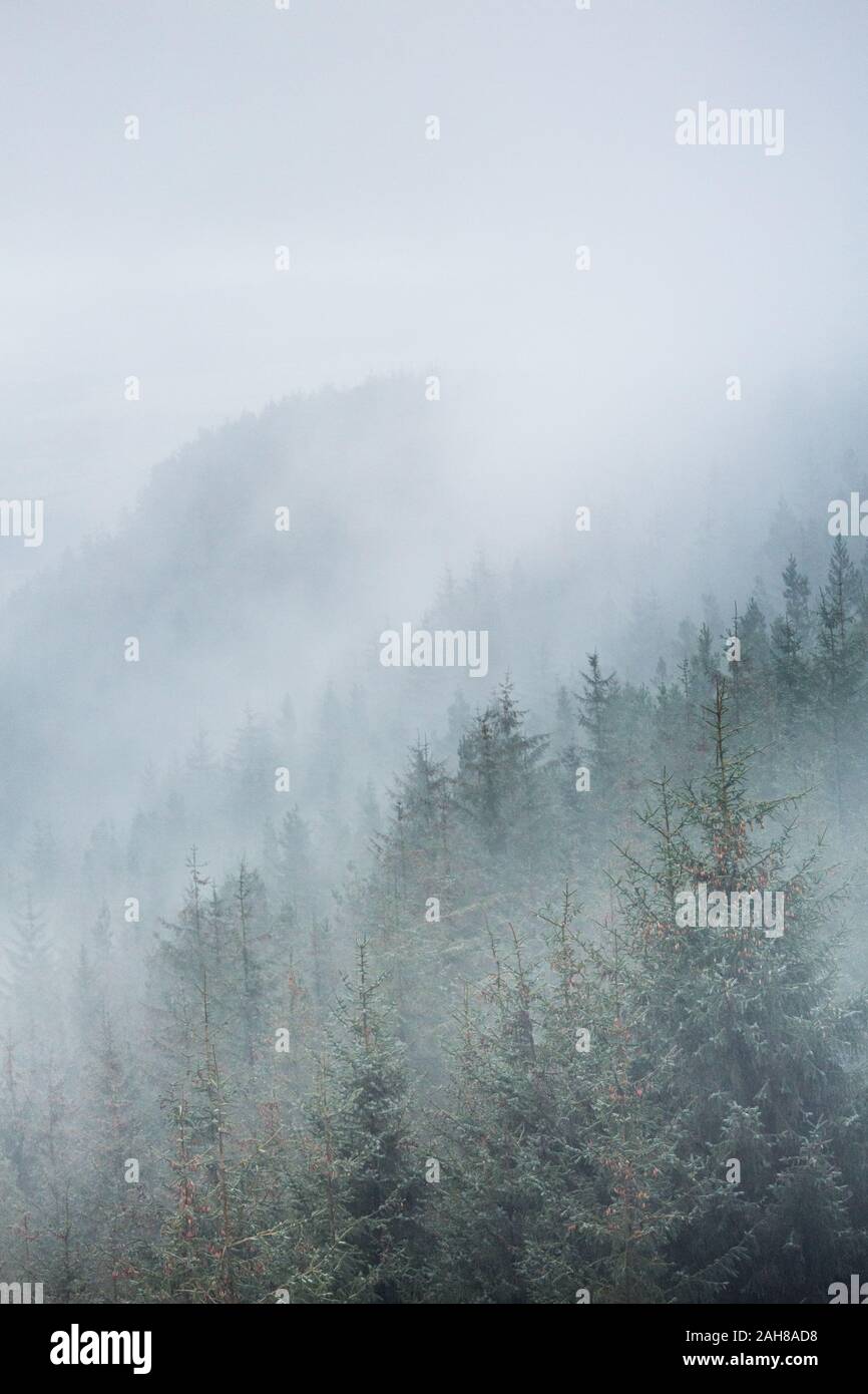 Mist rising from the conifer forest below Thrunton Woods in ...