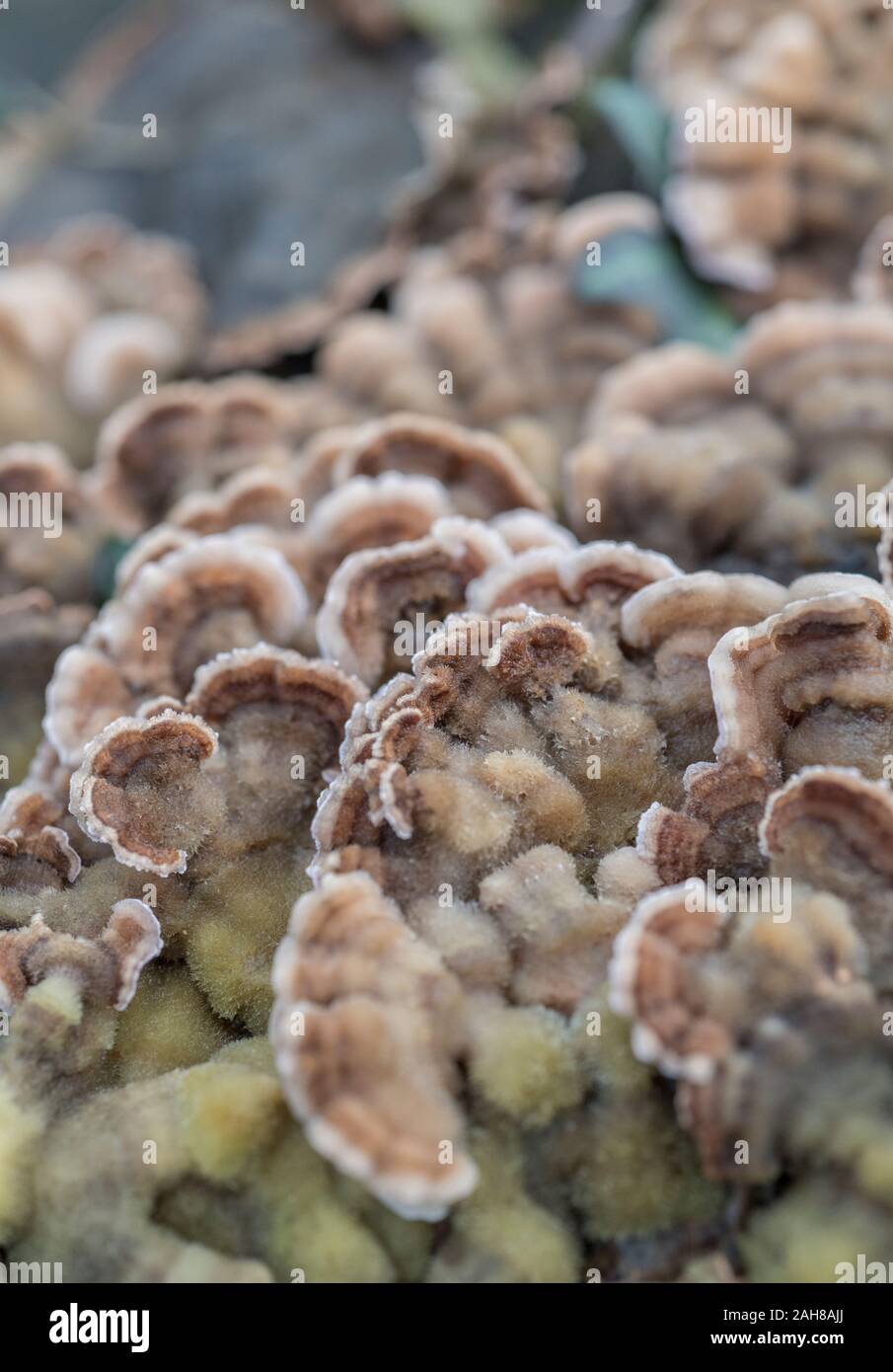 Macro of what is thought to be young polypore bracket fungus Coriolus ...