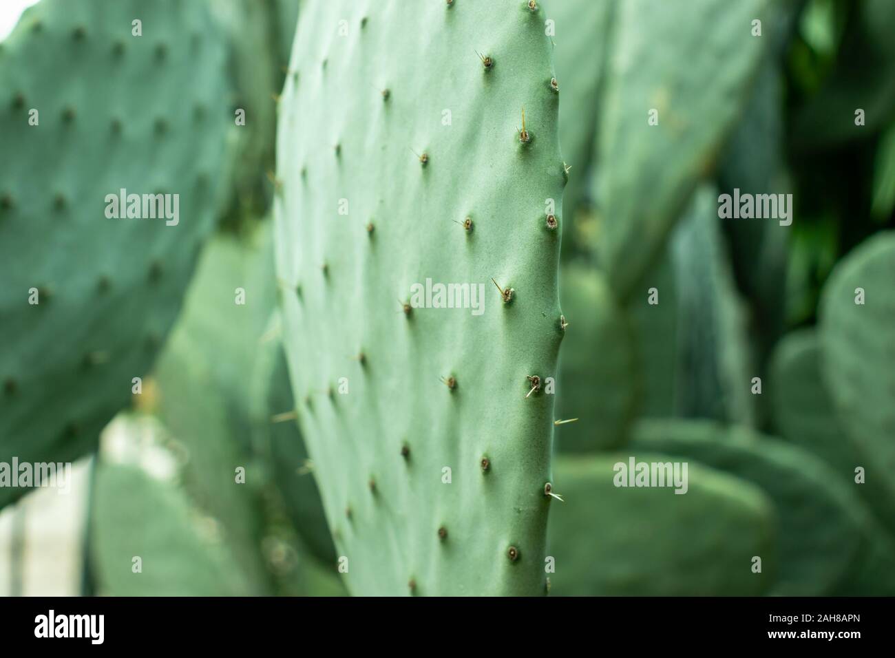 Beaver tail green cactus outside texture and background Stock Photo - Alamy