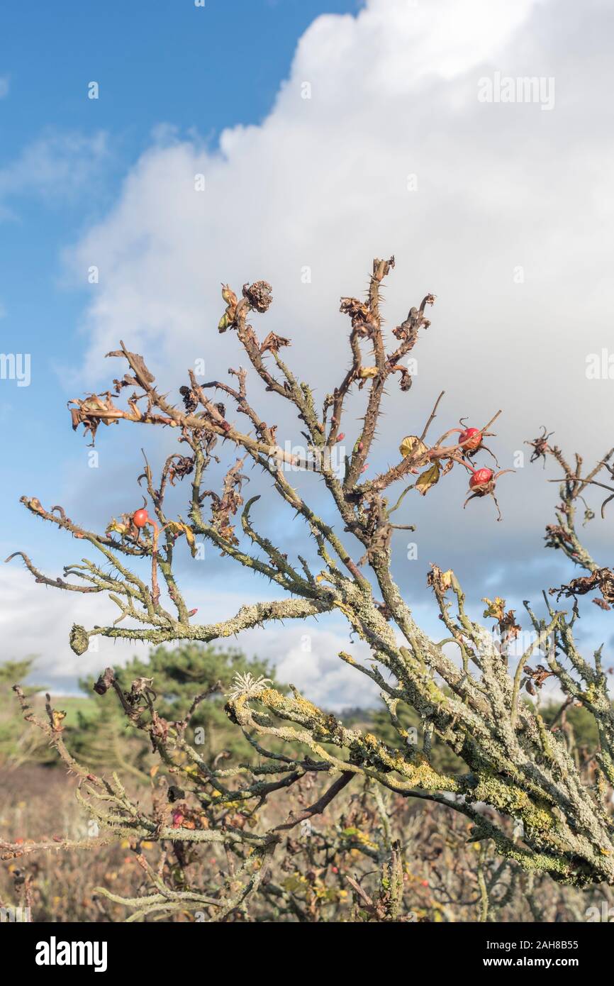 Owoce dzikiej rozy hi-res stock photography and images - Alamy