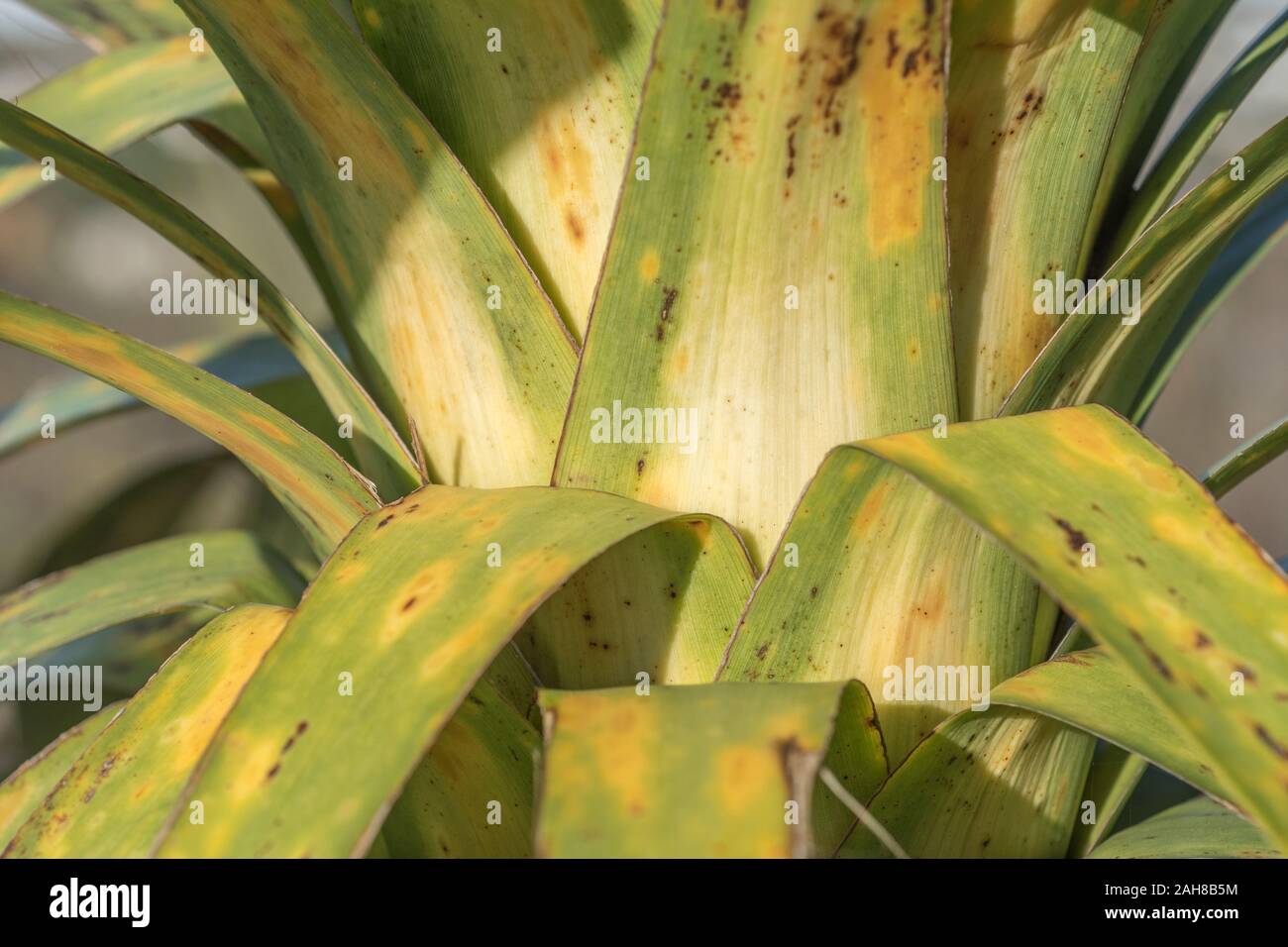 Young cabbage palm leaves hi-res stock photography and images - Alamy