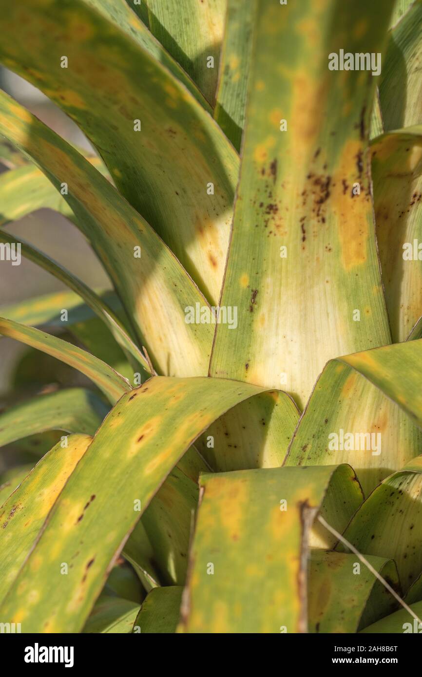 Young cabbage palm leaves hi-res stock photography and images - Alamy