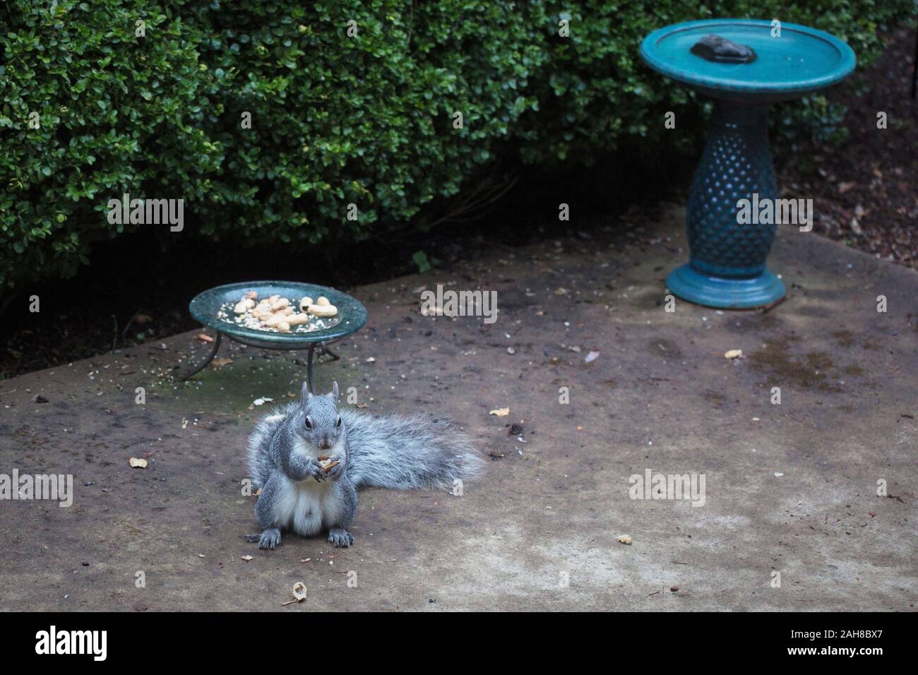 A fat grey squirrel eating a peanut on a patio Stock Photo - Alamy