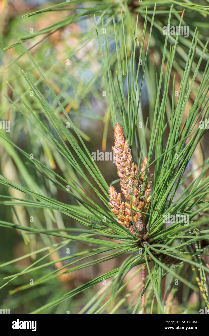 Pinus Radiata Flowers High Resolution Stock Photography and Images - Alamy