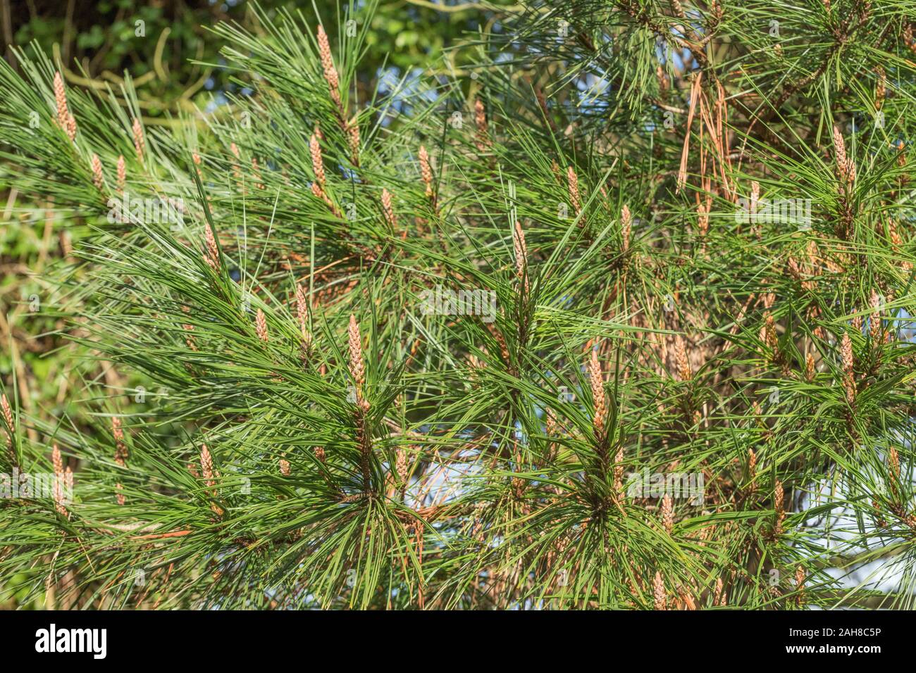 Foliage and flowers of an old Monterey Pine / Pinus radiata. In ...