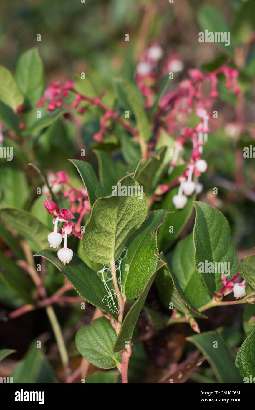 Shallon gaultheria shallon hi-res stock photography and images - Alamy