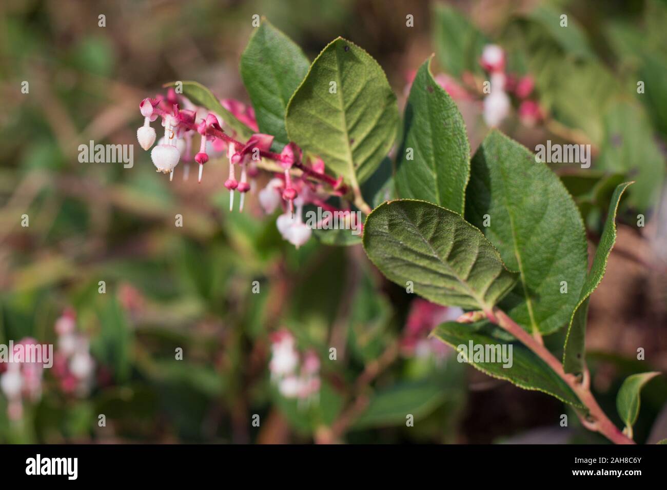Shallon Gaultheria Shallon High Resolution Stock Photography and Images ...