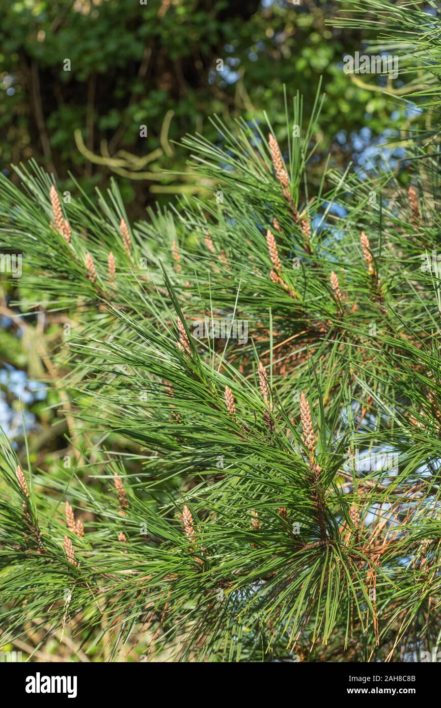 Foliage and flowers of an old Monterey Pine / Pinus radiata. In ...