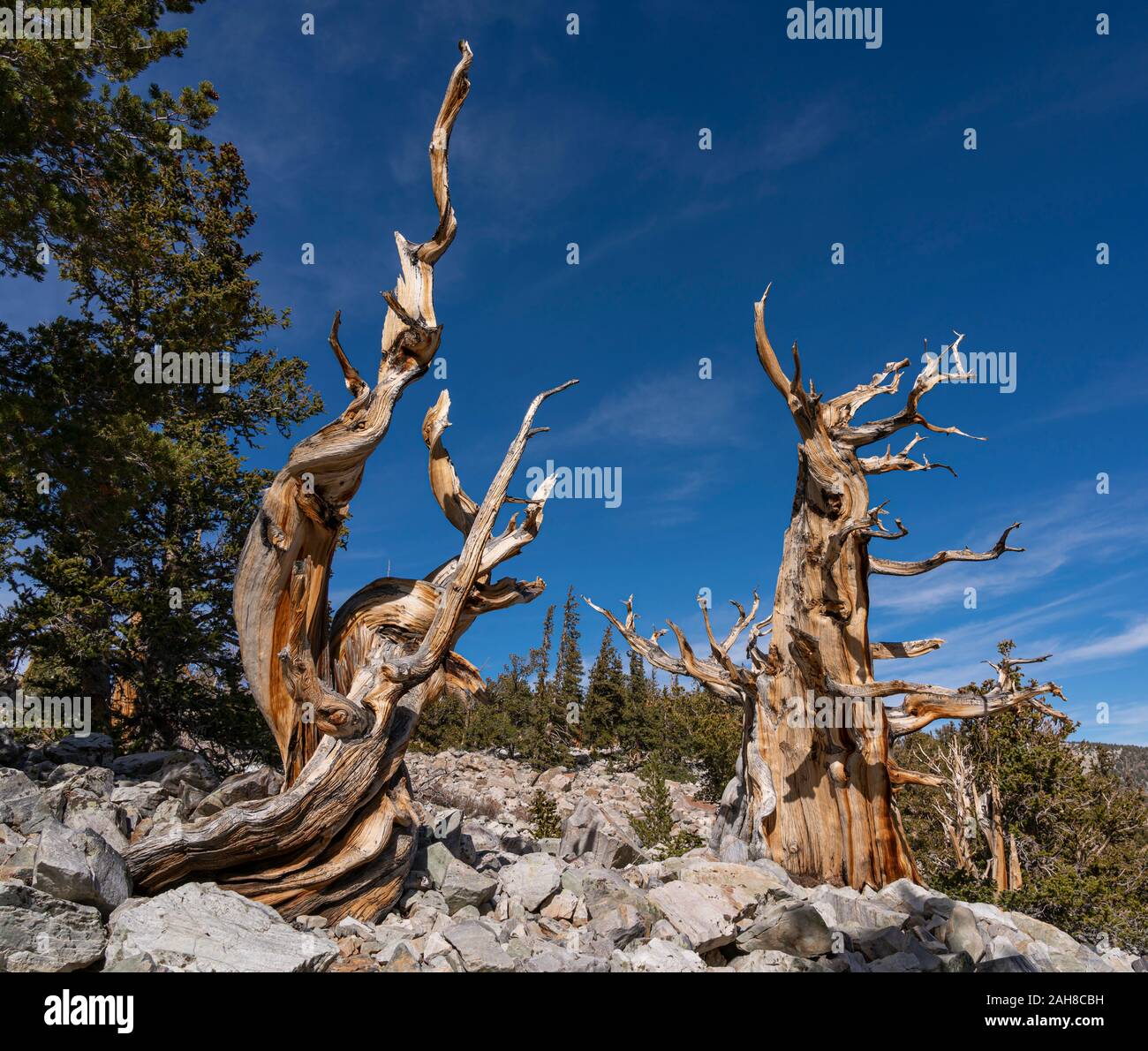 Bristlecone pine trees hi-res stock photography and images - Alamy