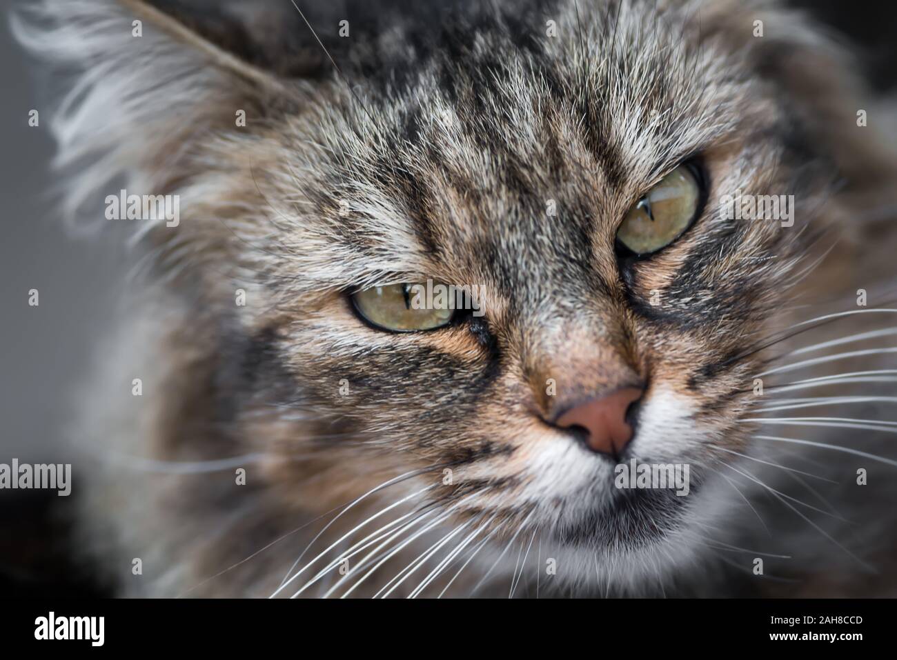 Close up portrait cat hi-res stock photography and images - Alamy