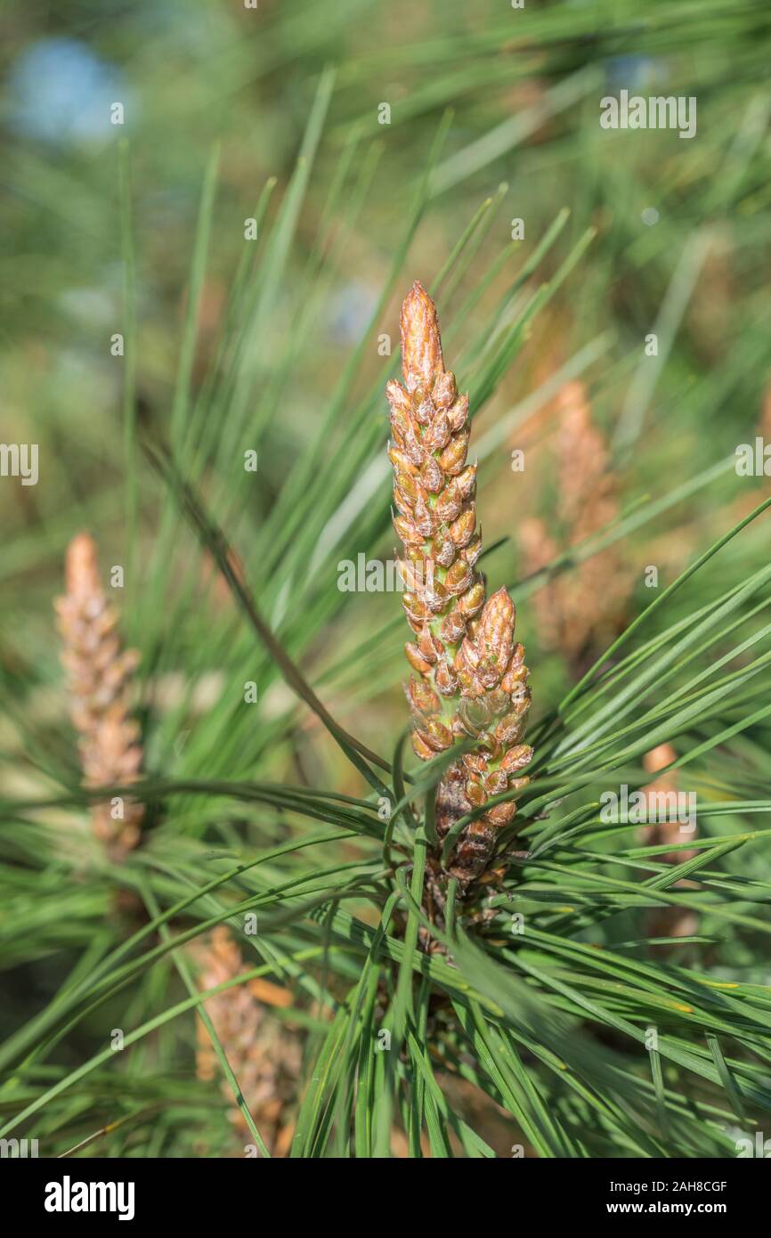 Pinus Radiata Flowers High Resolution Stock Photography and Images - Alamy