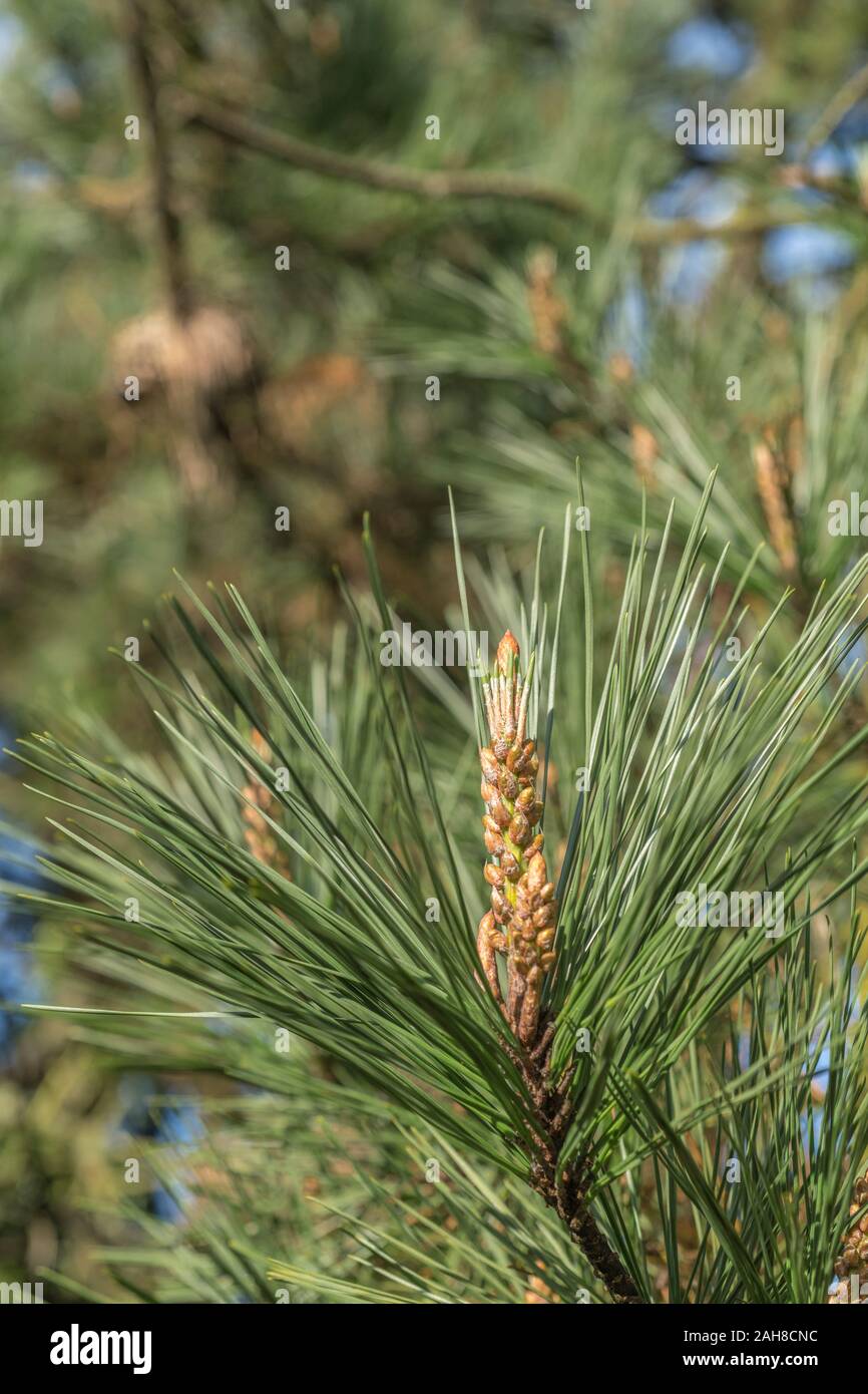 Pinus Radiata Flowers High Resolution Stock Photography and Images - Alamy