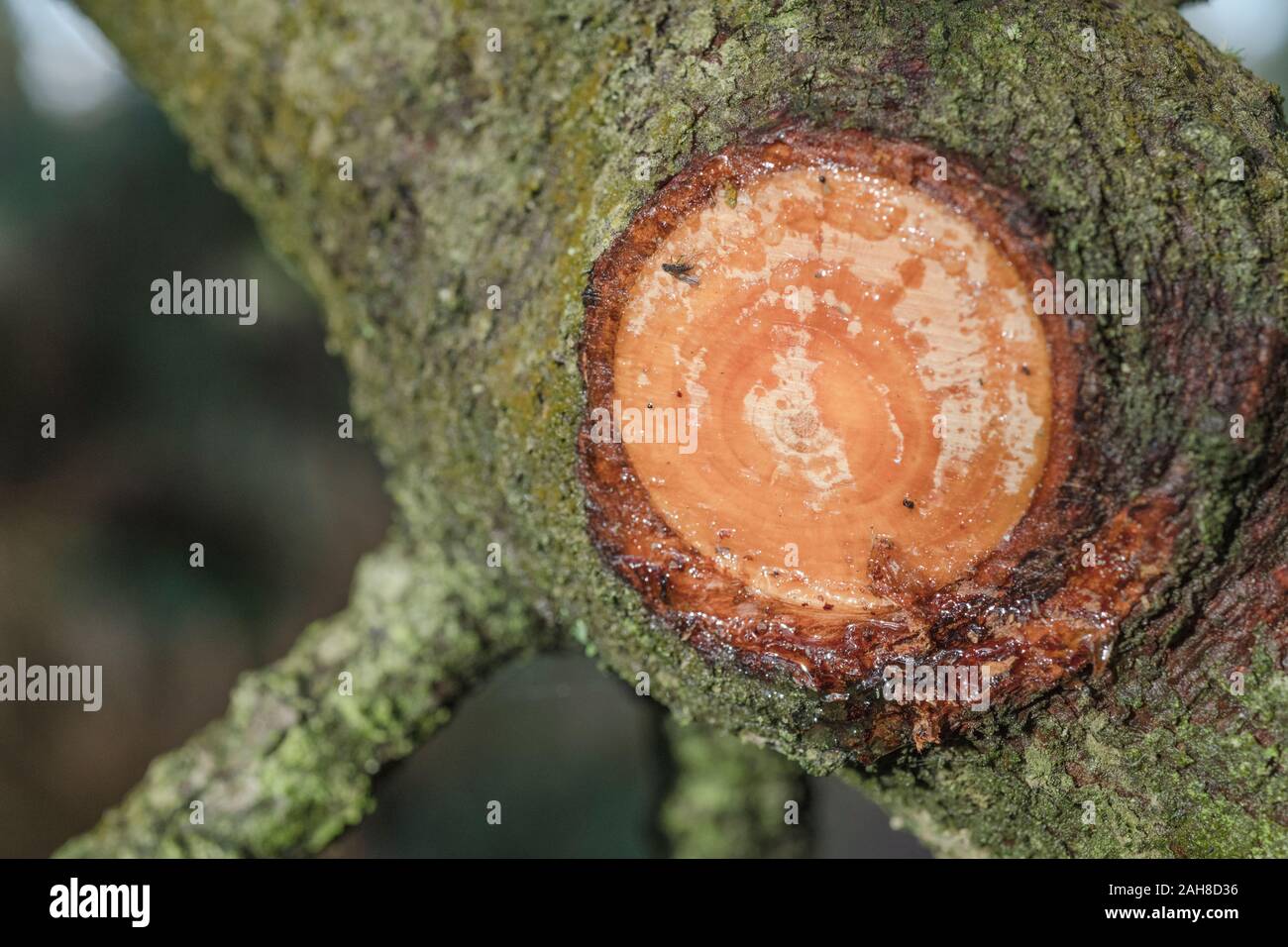 Bleeding pine resin hi-res stock photography and images - Alamy