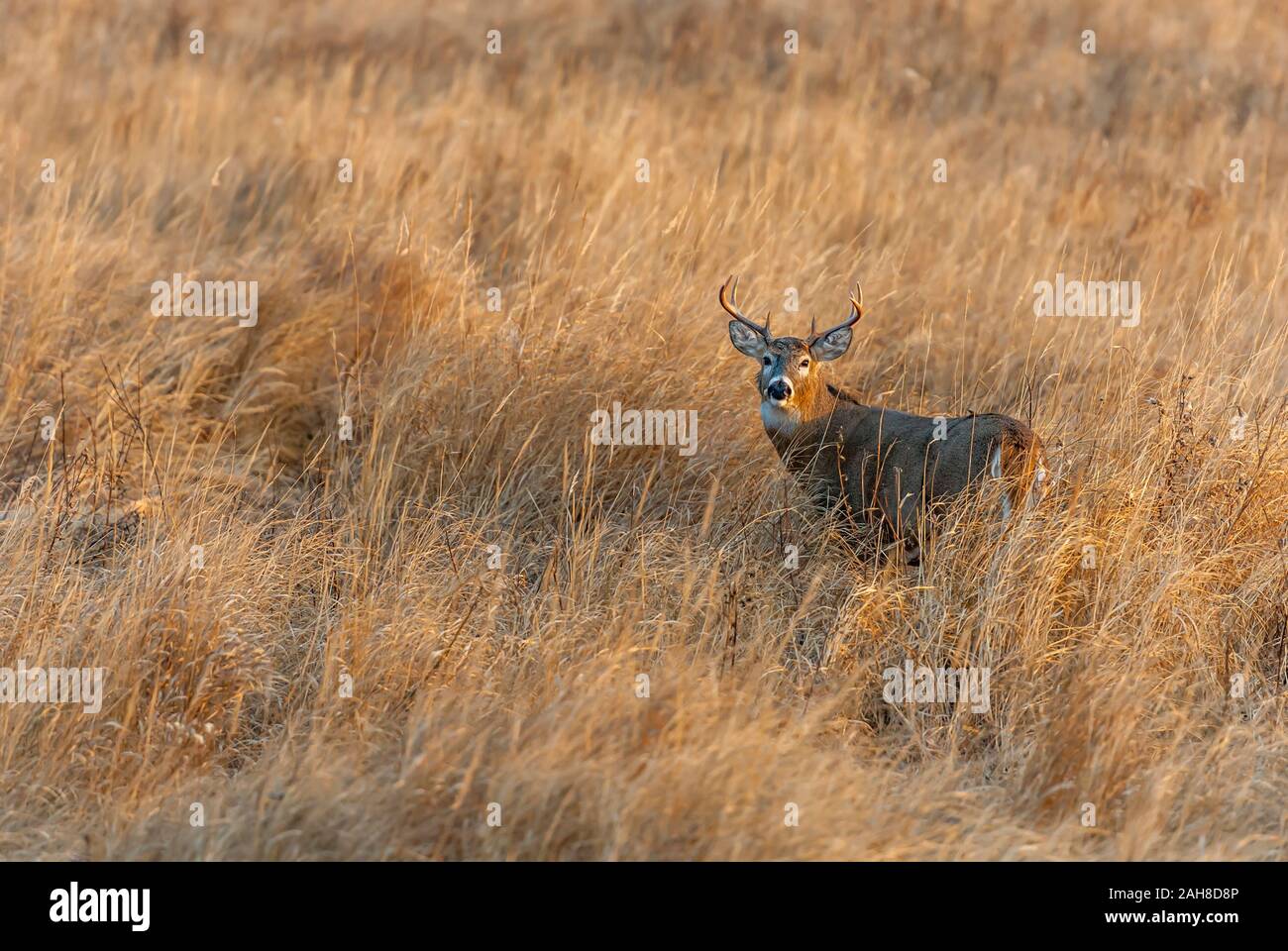 A magnificent deer standing in the middle of a grass covered field ...