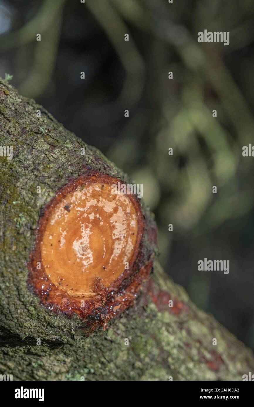 Bleeding pine resin hi-res stock photography and images - Alamy