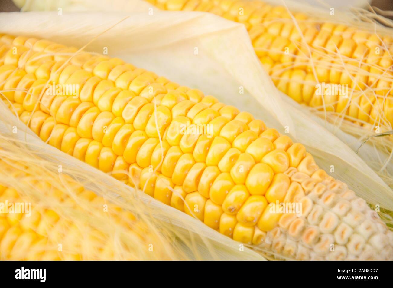 yellow fresh sweet corn tube close up Stock Photo - Alamy