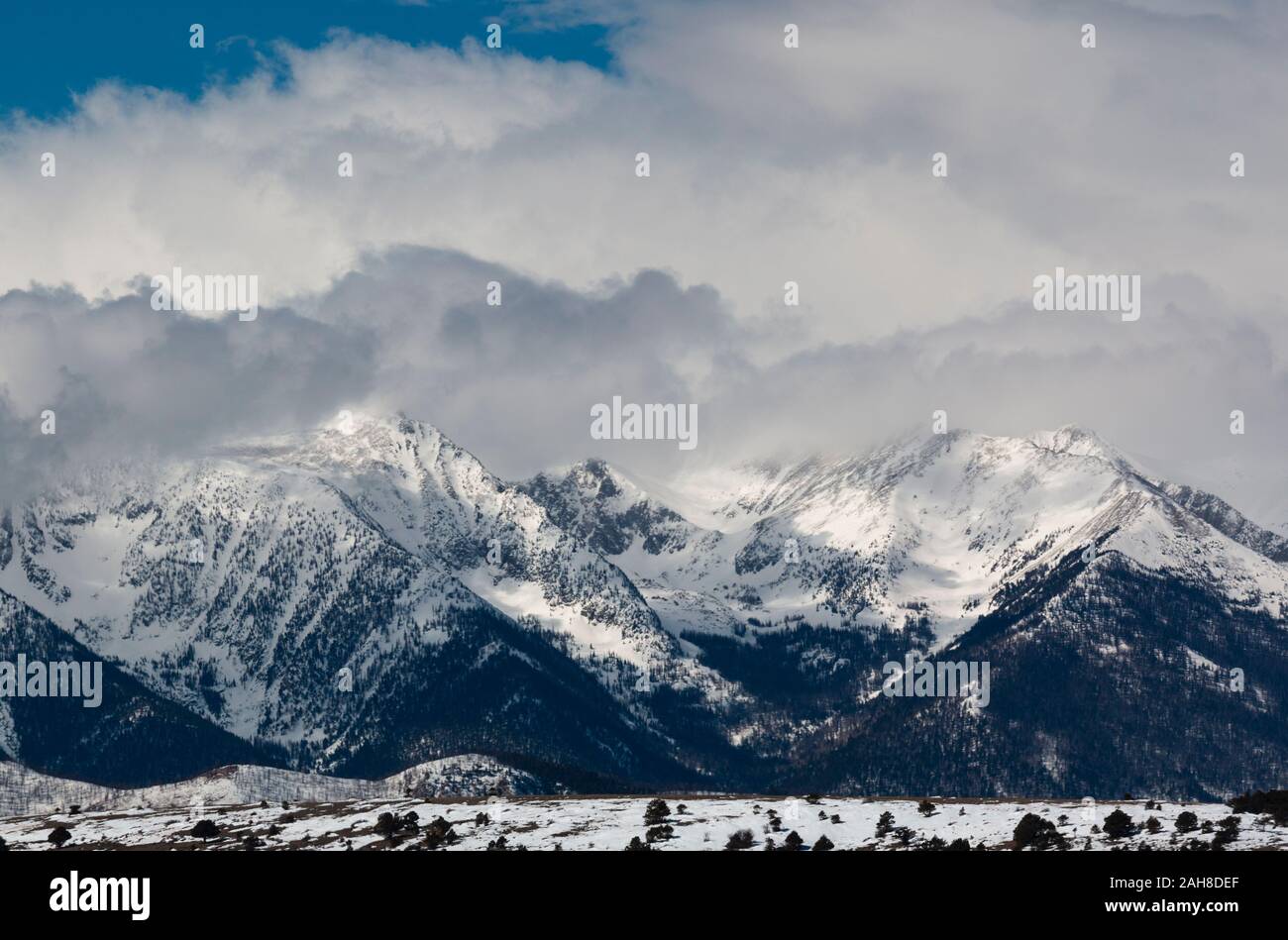 Cripple Pine High Resolution Stock Photography and Images - Alamy