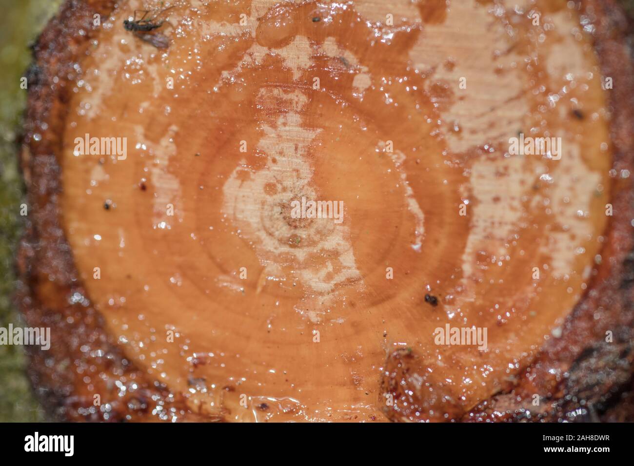 Bleeding pine resin hi-res stock photography and images - Alamy