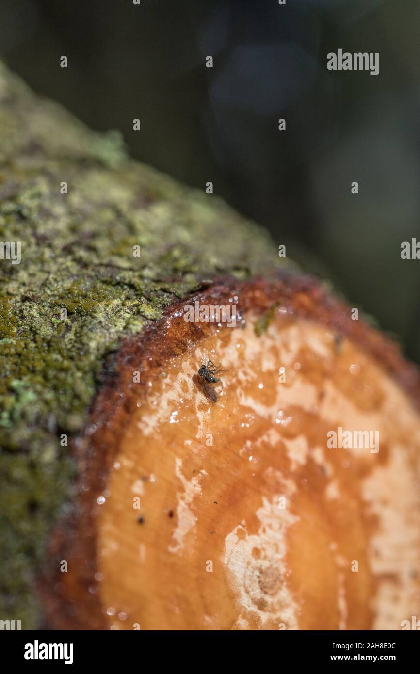 Fly caught in sap exuding from cut branch of Monterey Pine / Pinus ...