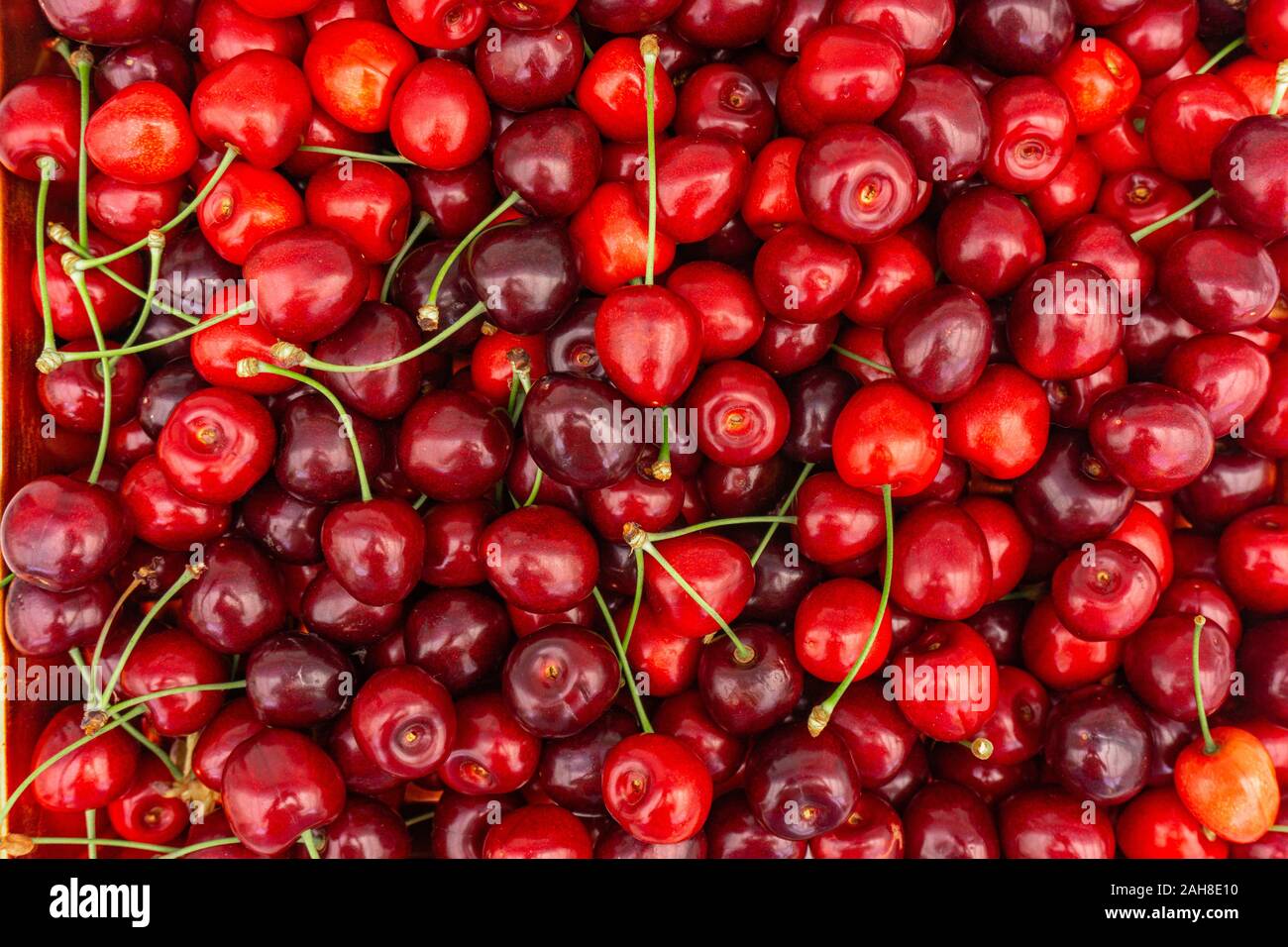 Pile of ripe cherries with stalks and leaves. Large collection of fresh ...