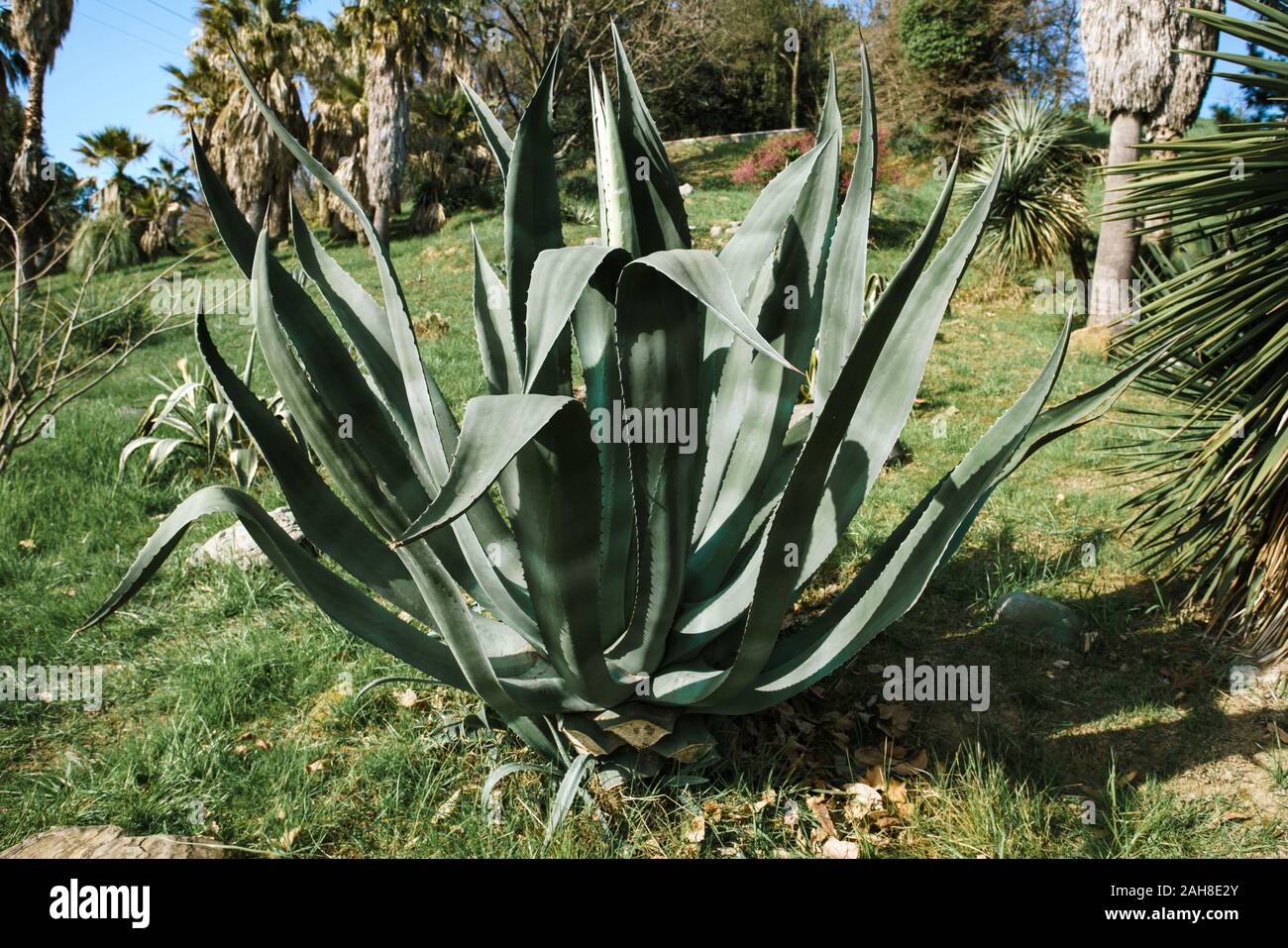 Agave americana or American aloe, is a species of flowering plant in ...
