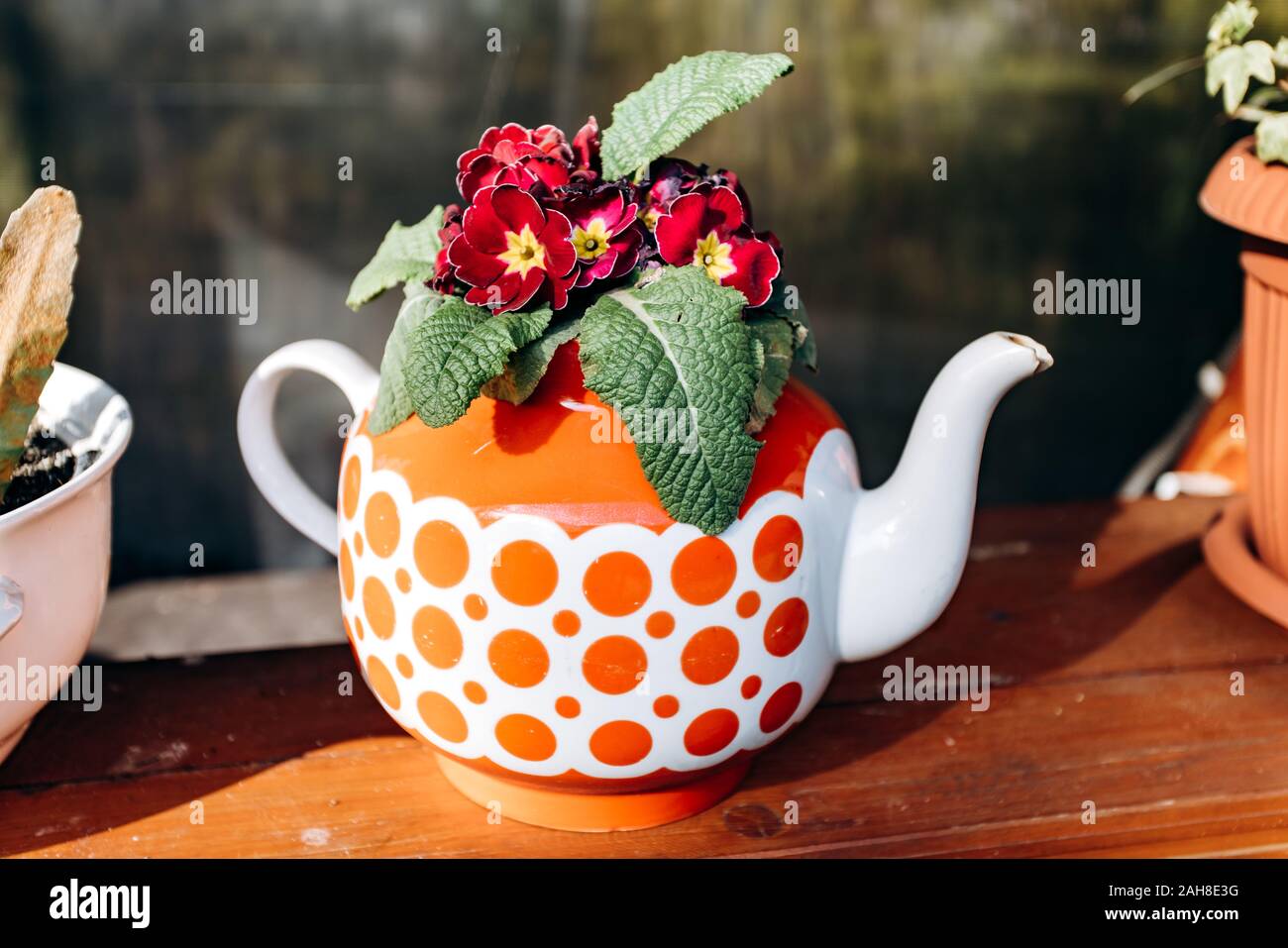 Spring container primrose hi-res stock photography and images - Alamy