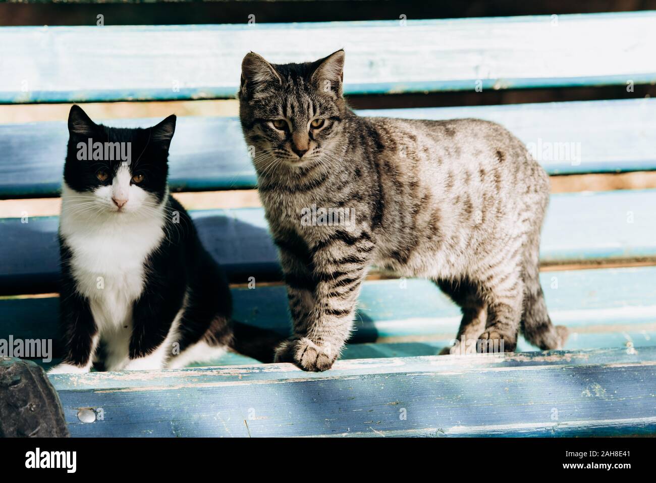 Two cats sit on a Park bench, a grey and a black and white cat Stock ...