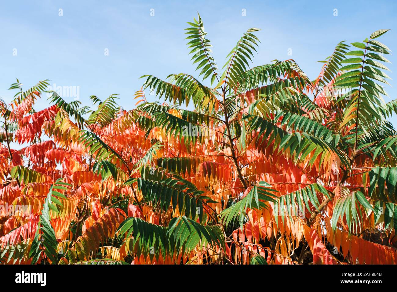 Autumn red and yellow colors of the sumac. Leaves of sumac on blue sky ...