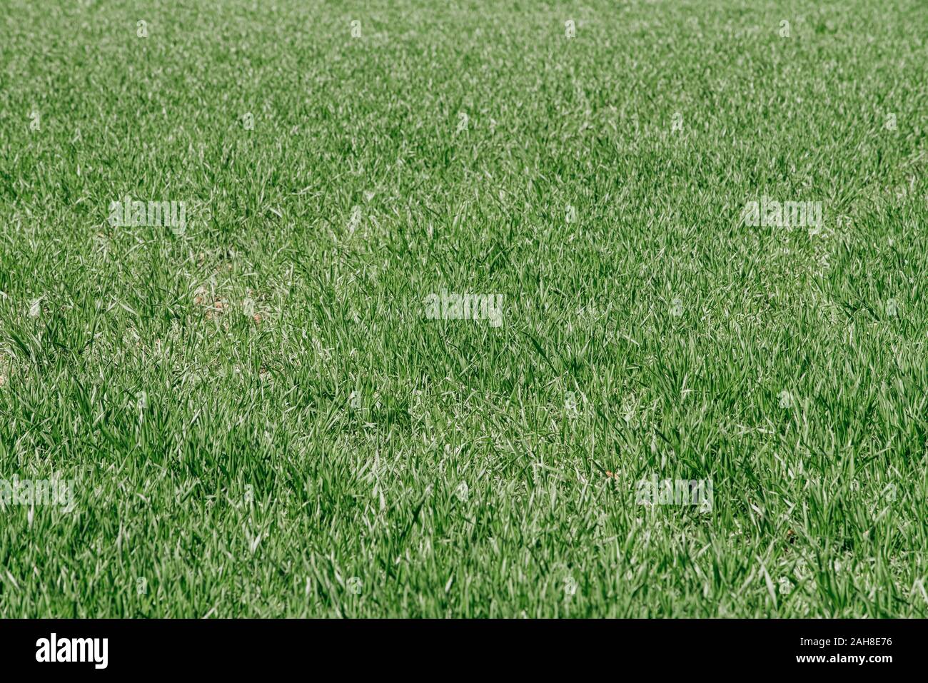 Natural green grass background. Real green grass on the background ...